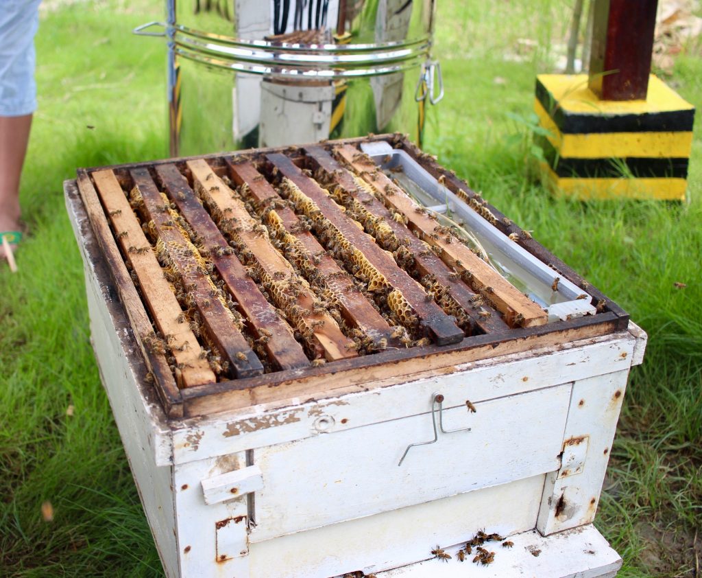 How To Move Your Bees From A Nuc To A Full Size Hive Box.